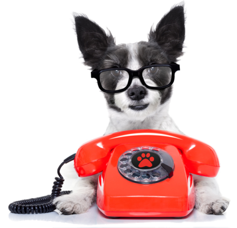 Surgery Times | Filey Veterinary Practice